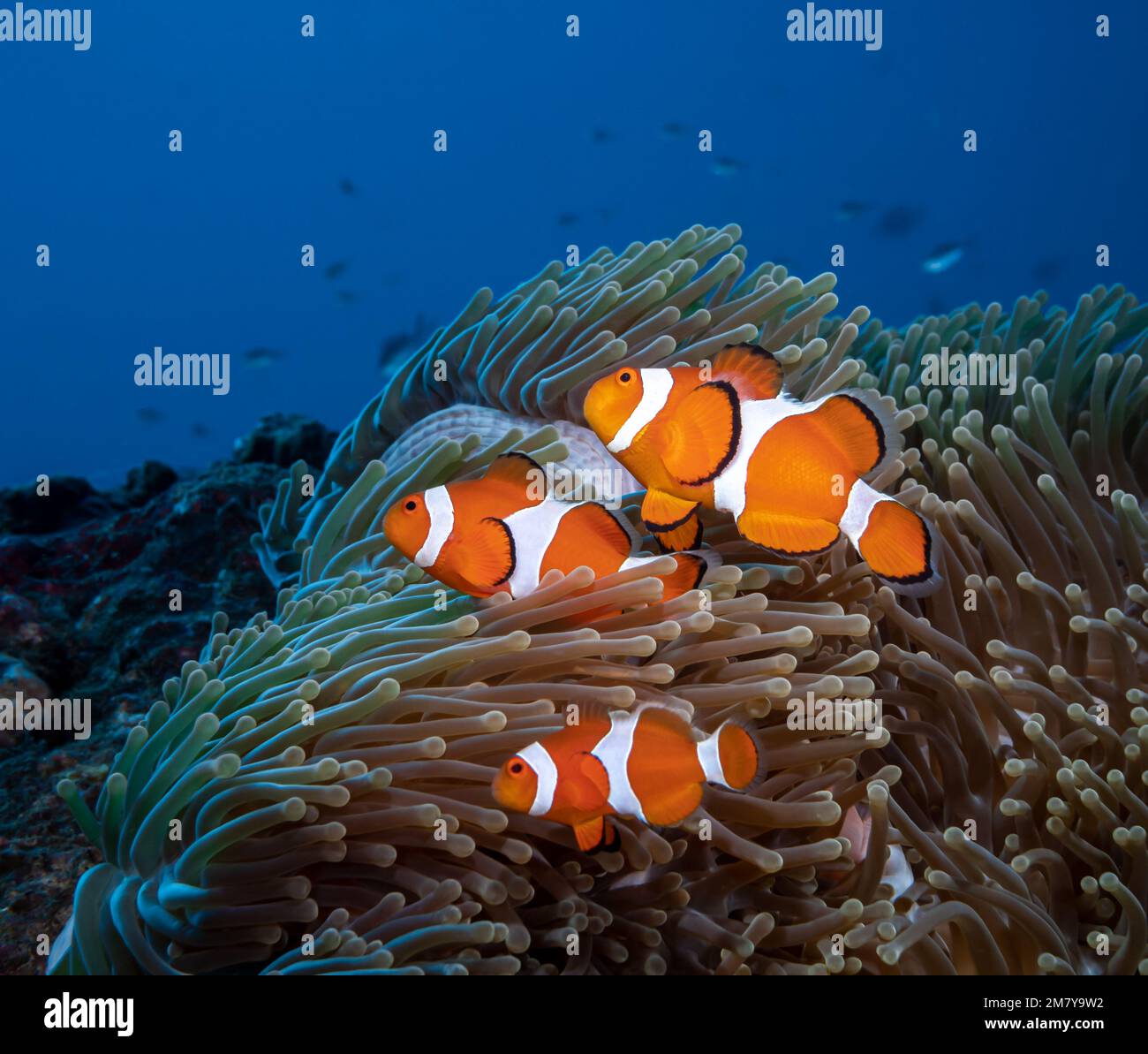 Three clown fish swim in the sea next to the anemone against the ...