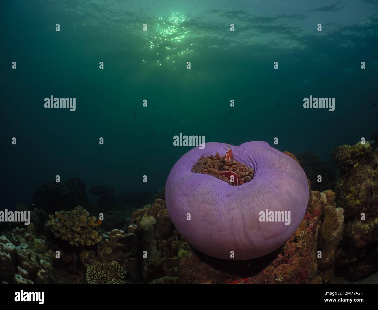 Colorful underwater coral reef landscape Stock Photo - Alamy