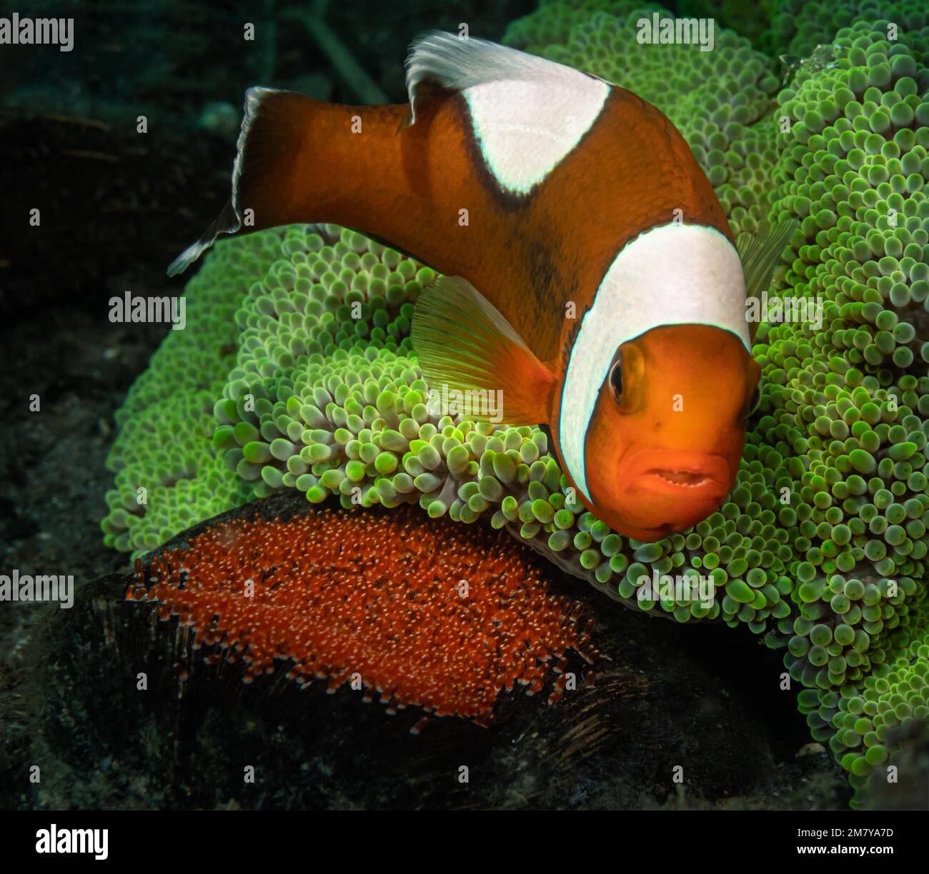 The clownfish Percula Amphiprion percula, enjoys the symbiosis of its ...
