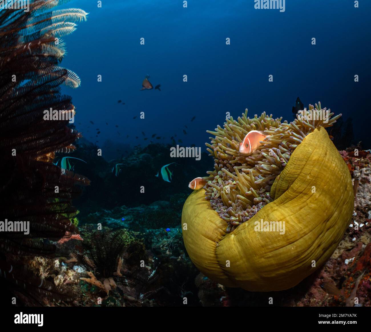 Colorful underwater coral reef landscape Stock Photo - Alamy
