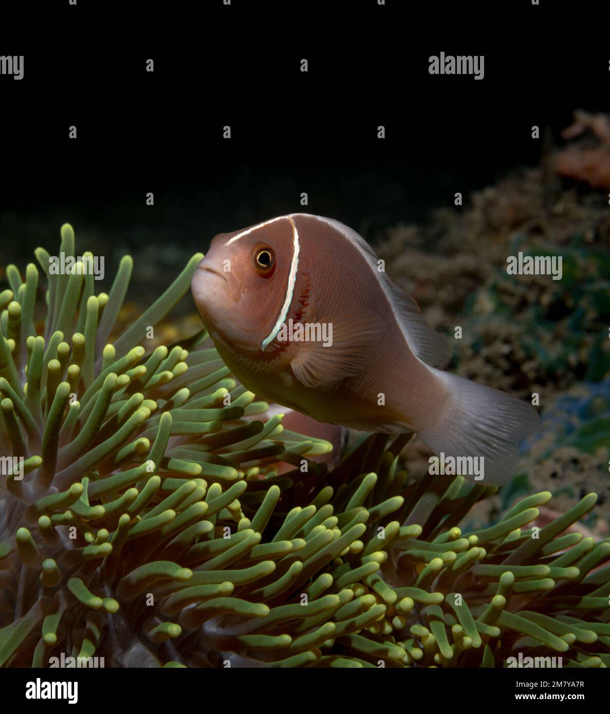 Underwater fish no one swims wildlife hi-res stock photography and ...