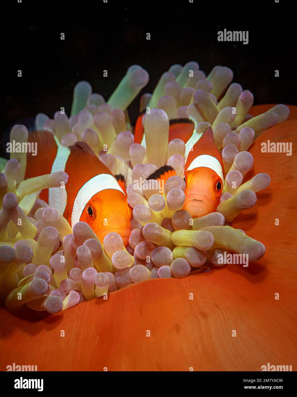 Cute clown fish swimming hi-res stock photography and images - Alamy