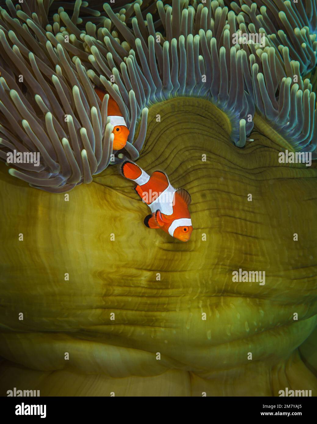 Two orange striped clownfish swim out of anemone into the sea Stock ...