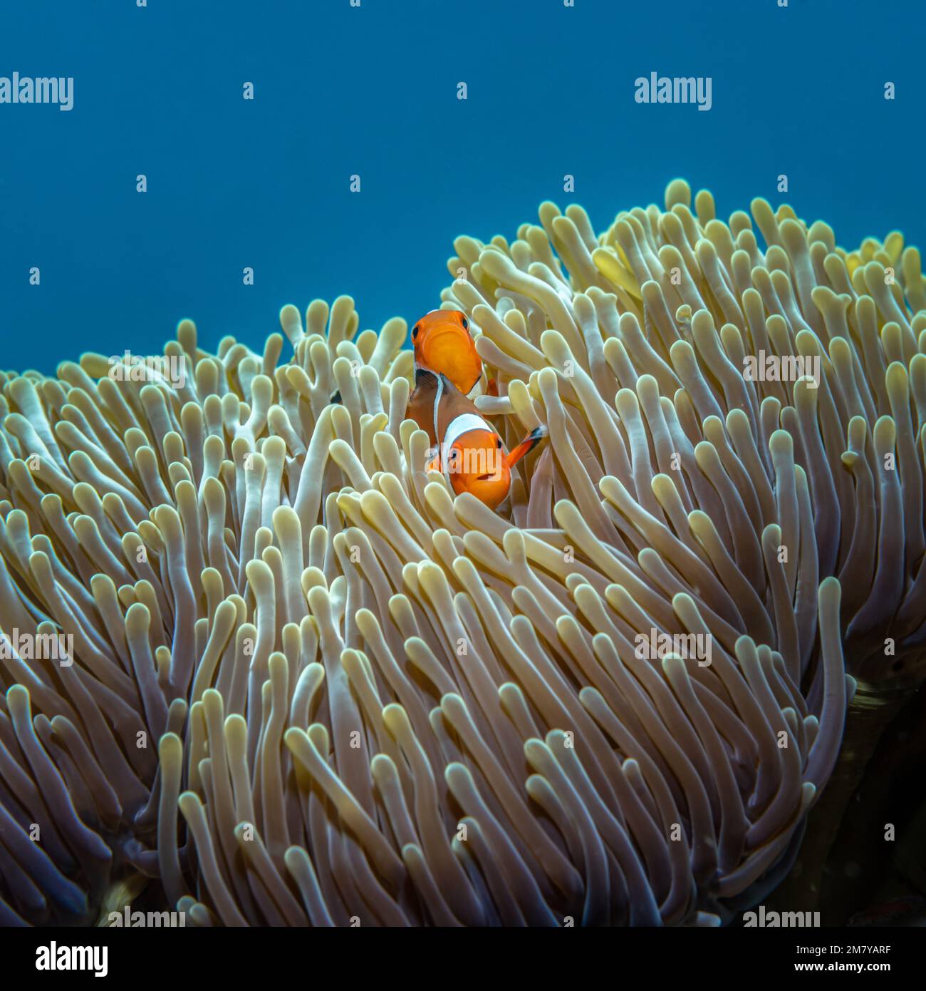 Two cute tiny clownfish peek out of a yellow anemone against the ...