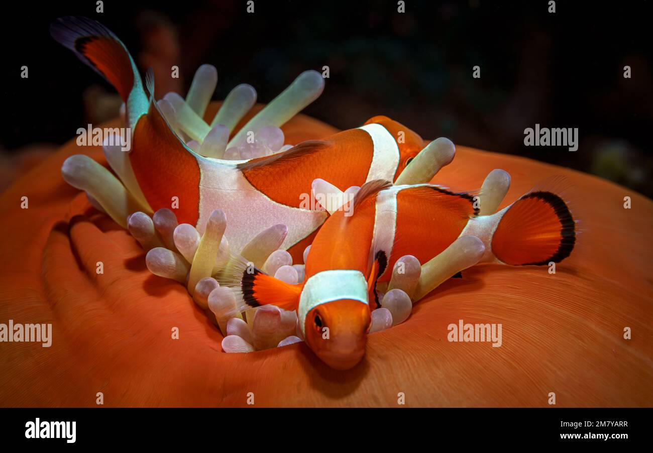 Two striped clownfish hiding in an orange anemone Stock Photo - Alamy