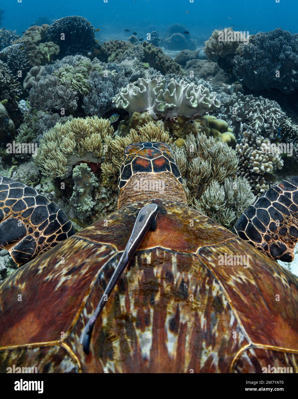 Turtle shell top view hi-res stock photography and images - Alamy