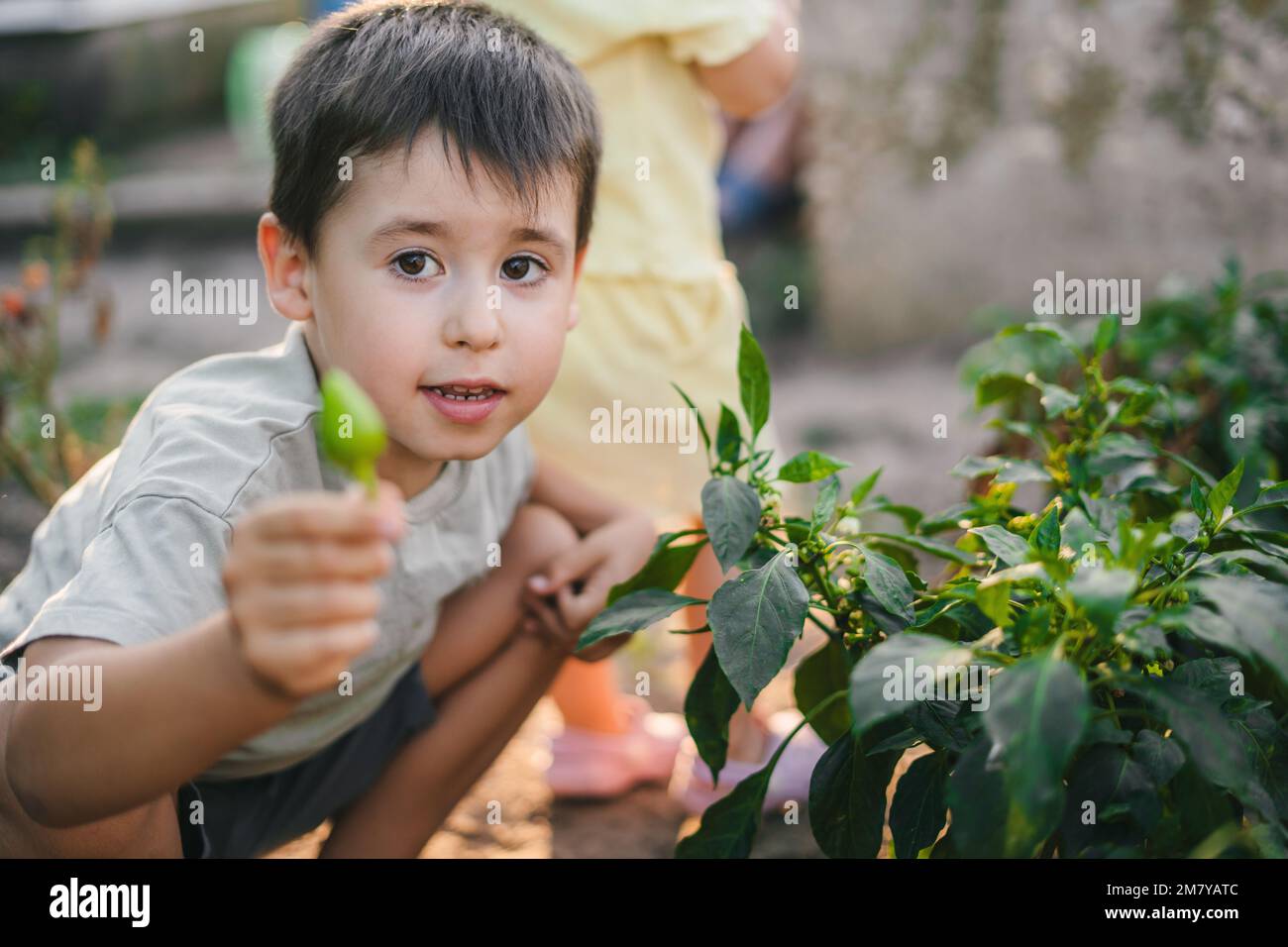 Boy showing to the camera the pepper that grew in his grandparents ...
