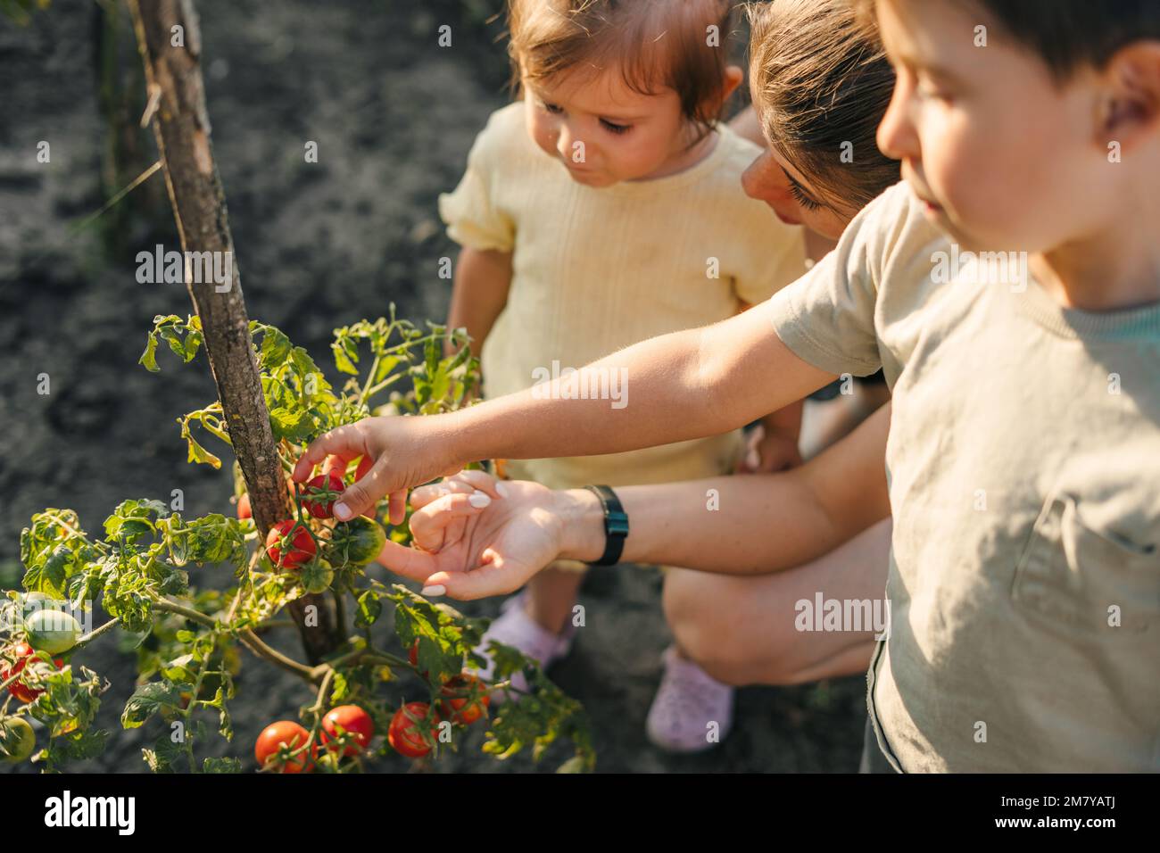 Single mother harvesting fresh vegetables showing her kids some fresh ...