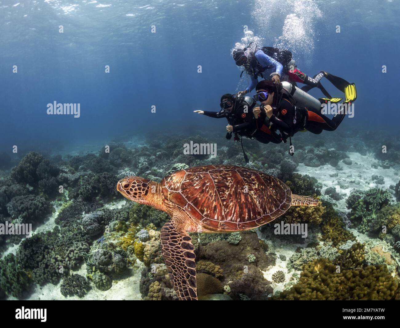 Scuba diving students hi-res stock photography and images - Alamy