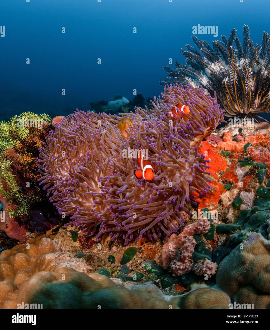 Underwater splash australia hi-res stock photography and images - Alamy