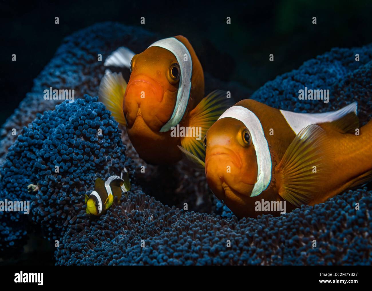 Two large orange clownfish and one tiny fish against a dark blue ...
