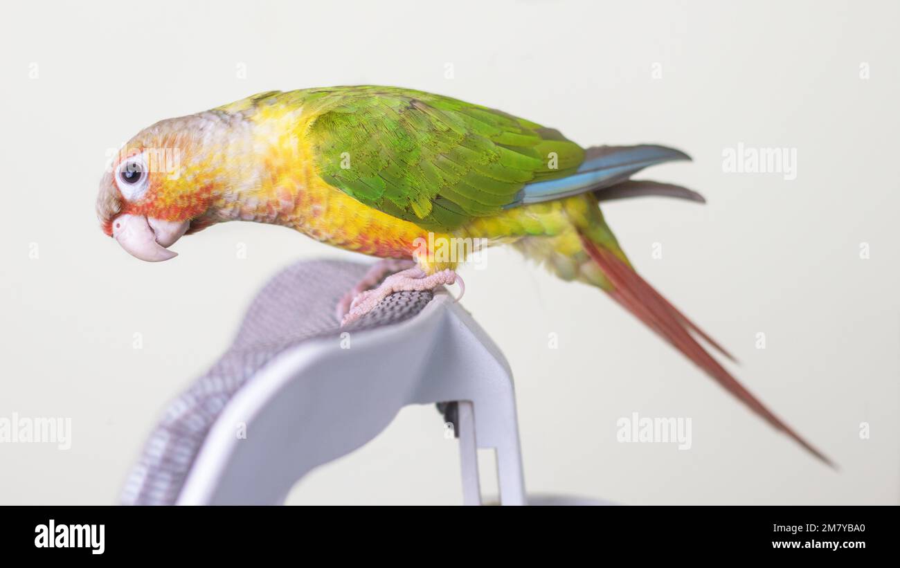 Conure chick hi-res stock photography and images - Alamy