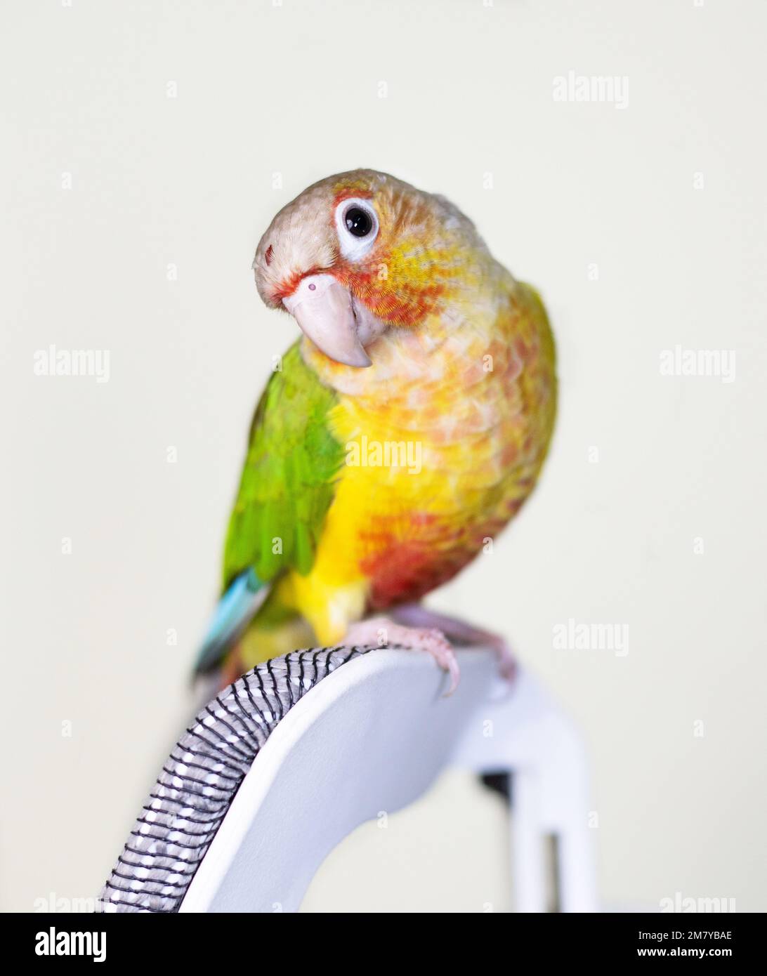 Pineapple Conure Bird