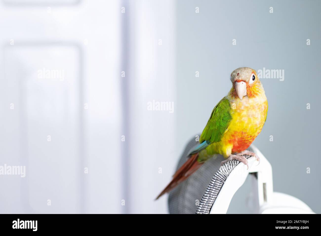 small conure bird stock photo in white background beautiful stock photo ...