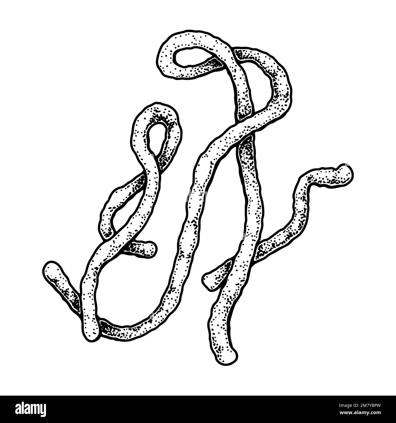Hand drawn Ebola virus isolated on white background. Realistic detailed ...