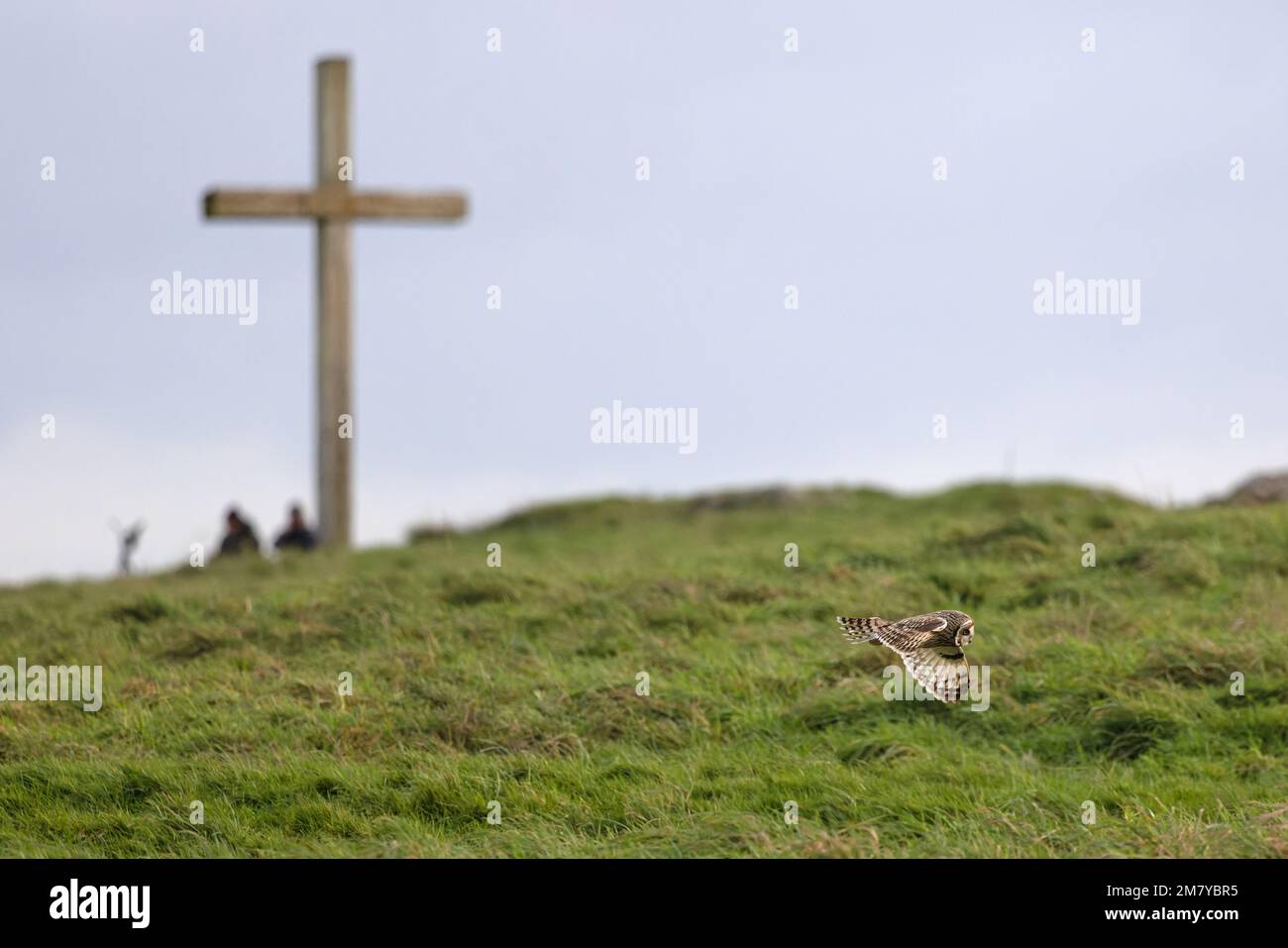 Short-eared Owl (Asio flammeus) flying hunting Cross of Peace Norfolk ...