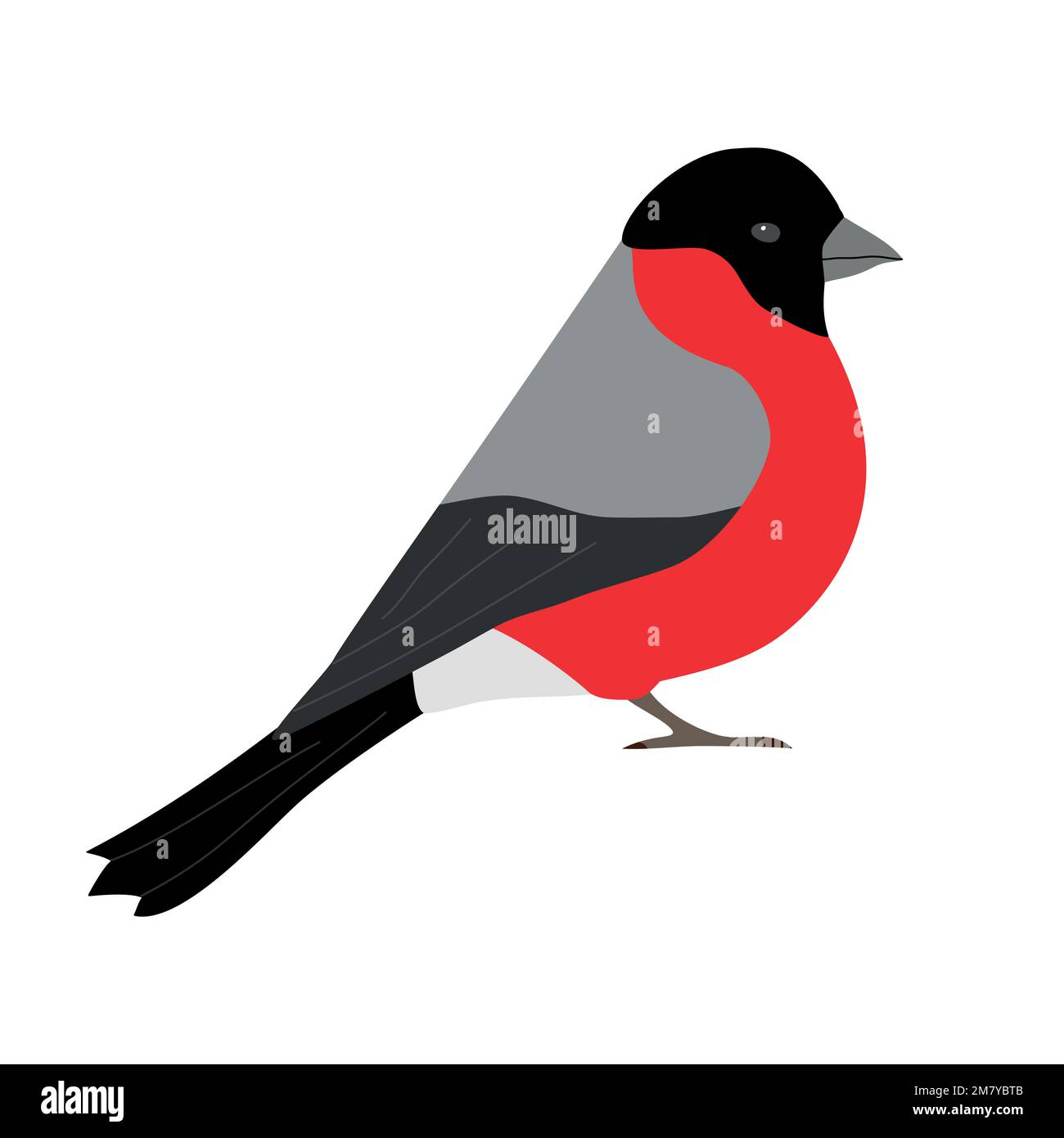 Vector hand drawn flat bullfinch bird Stock Vector Image & Art - Alamy