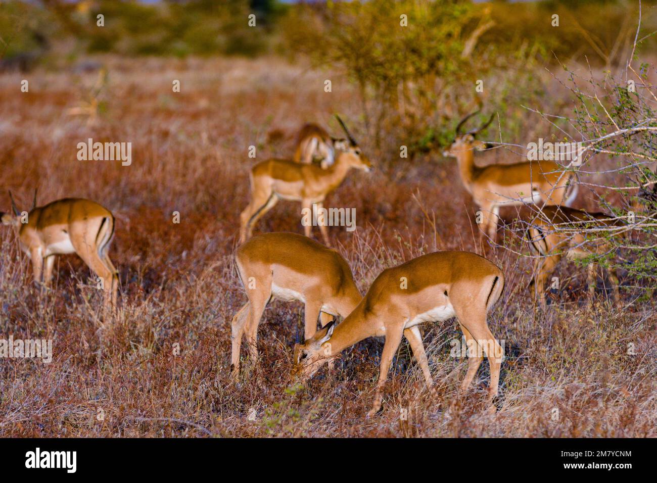 Meru National Park is a Kenyan national park located east of Meru, 350 ...