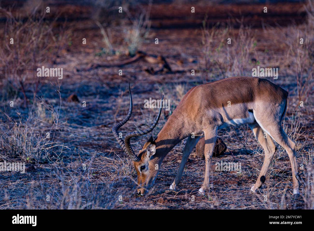 Meru National Park is a Kenyan national park located east of Meru, 350 ...