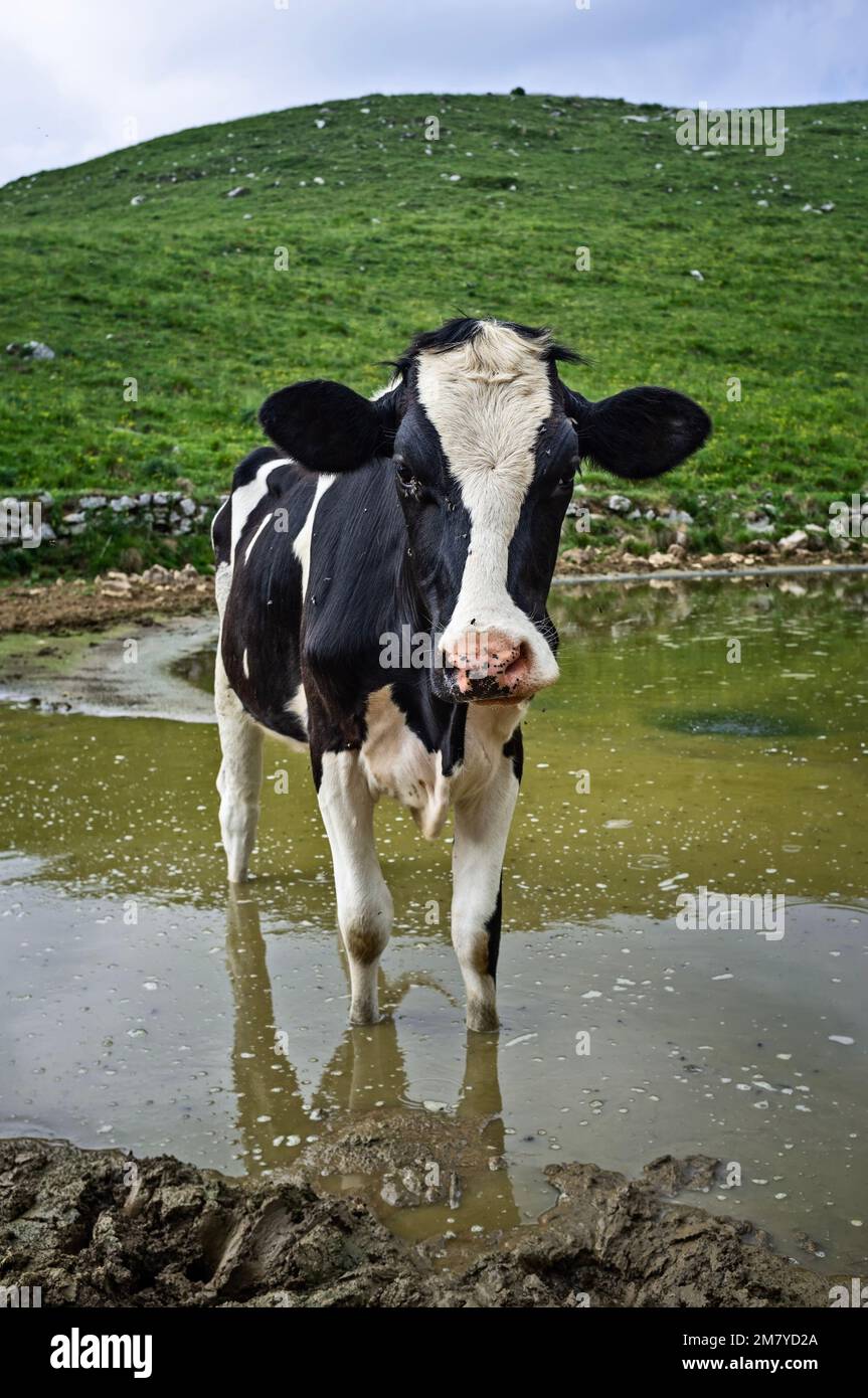 cow in the puddle of water, against the background of green grass Stock ...