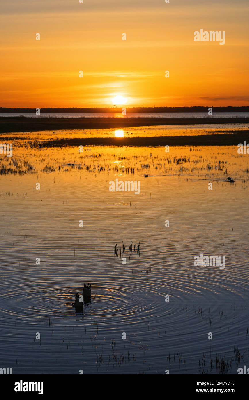 Beautiful sunset at a wetland with ducks in the water Stock Photo - Alamy