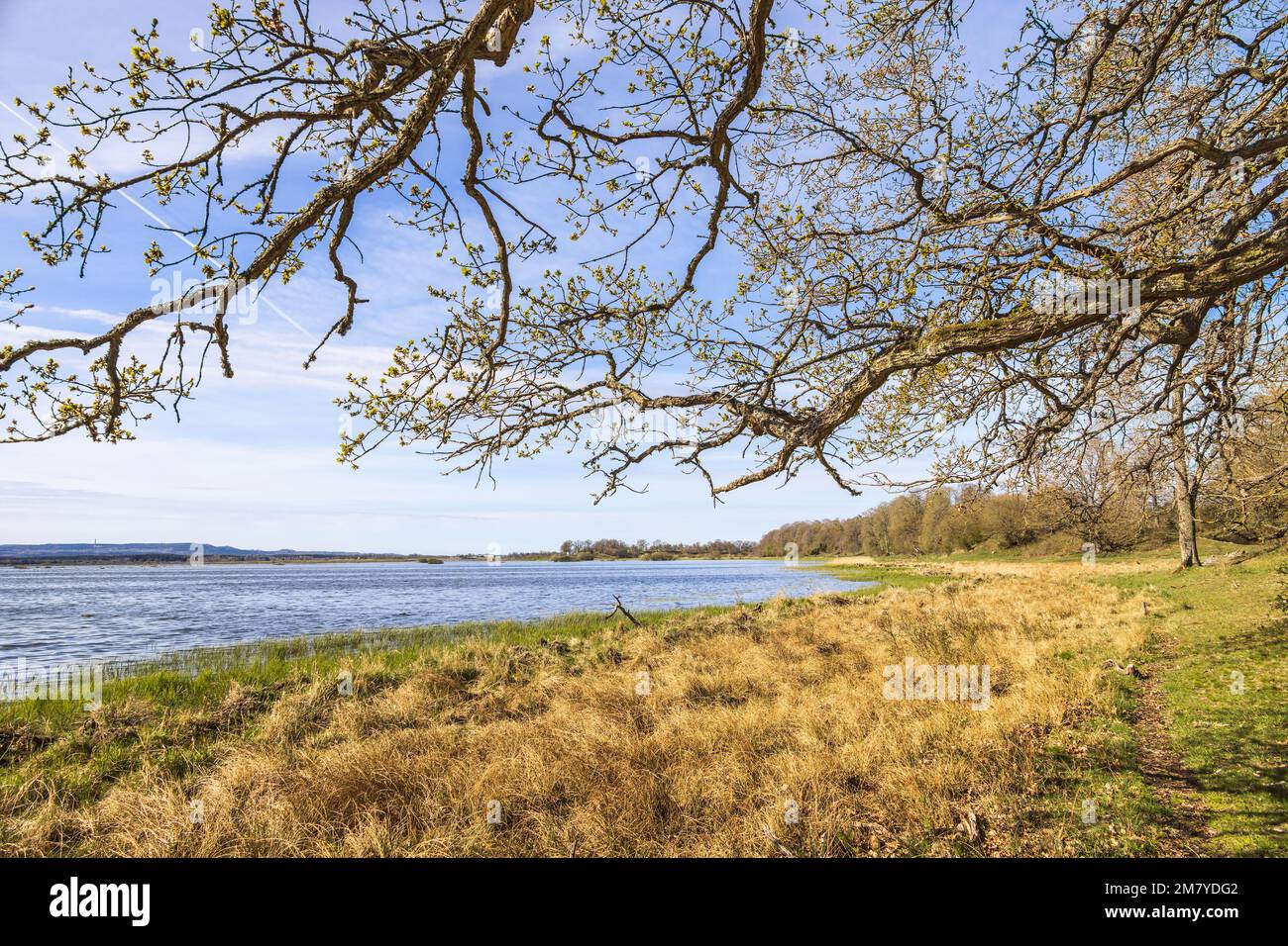 Hanging tree branches by a lakeshore at springtime Stock Photo - Alamy