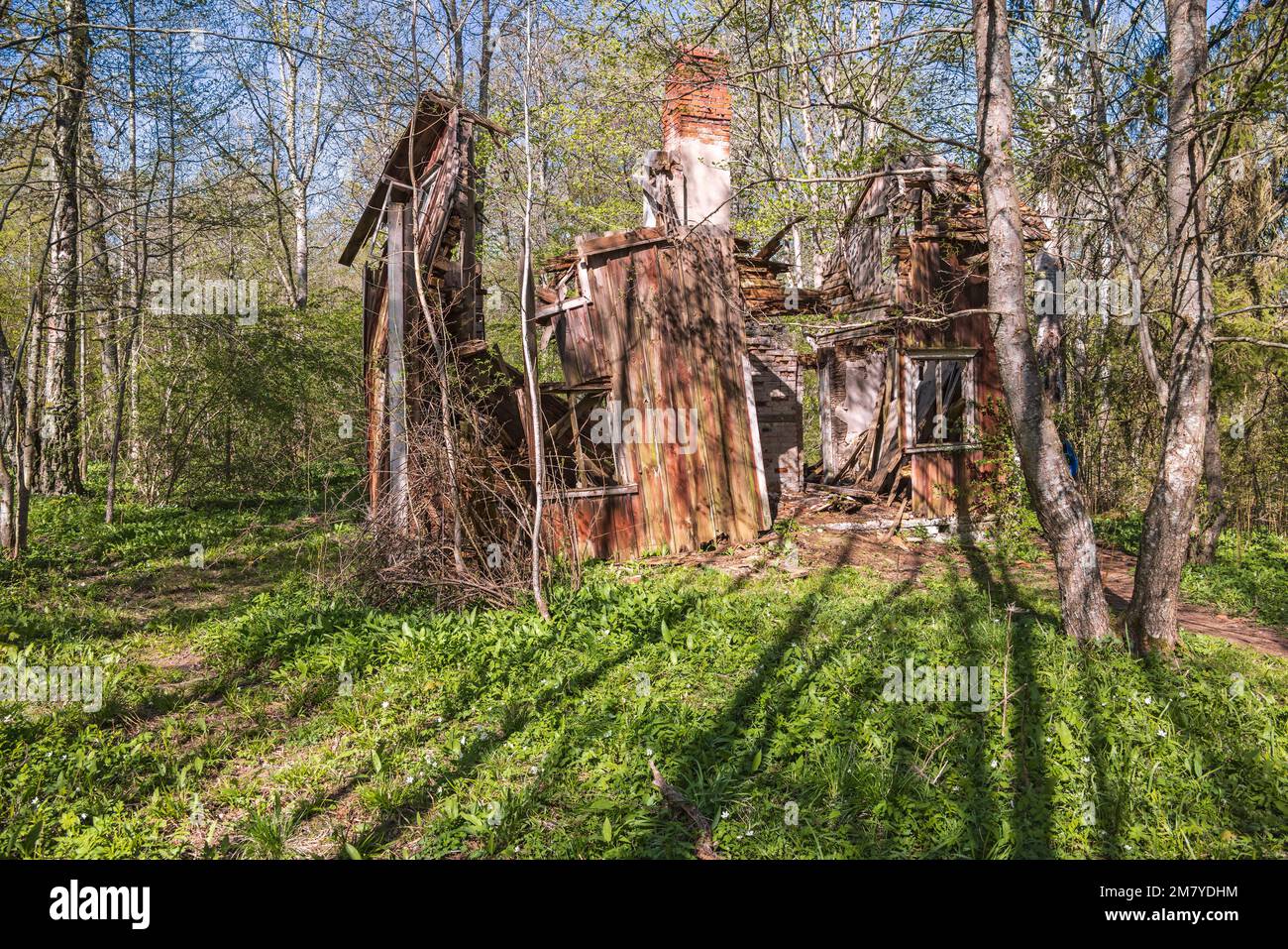 Old dilapidated cottage in a forest Stock Photo - Alamy