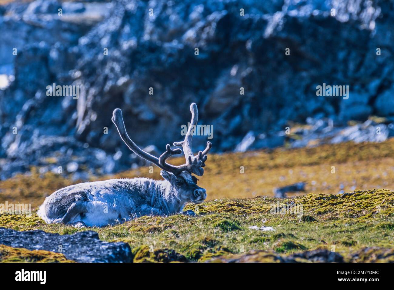 Bull reindeer hi-res stock photography and images - Alamy