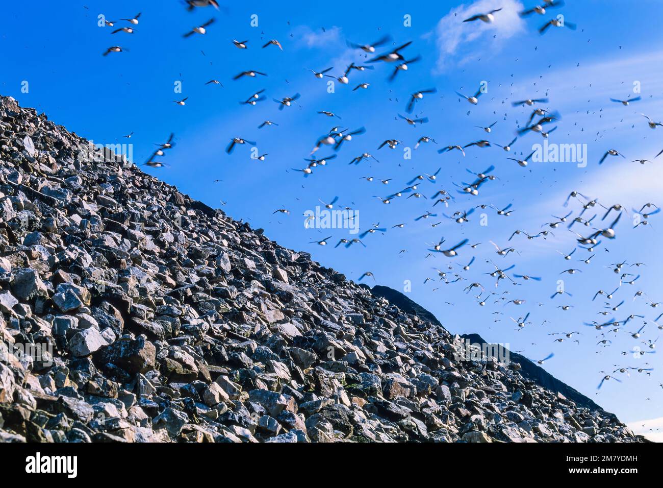 Flock of little auk flying at a rockfall in Arctic Stock Photo - Alamy