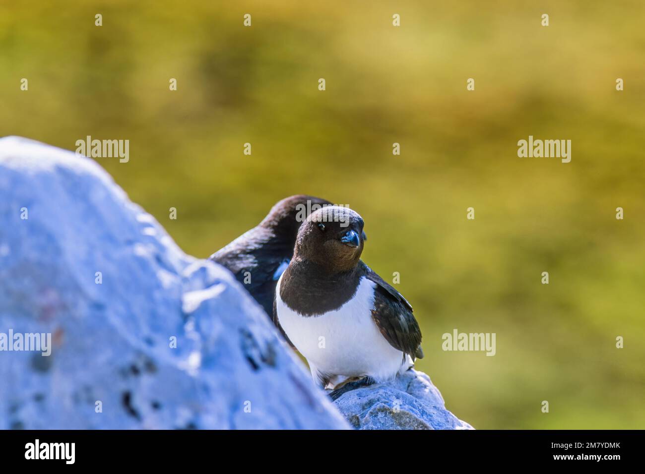 Little auks on a rock in Svalbard Stock Photo - Alamy