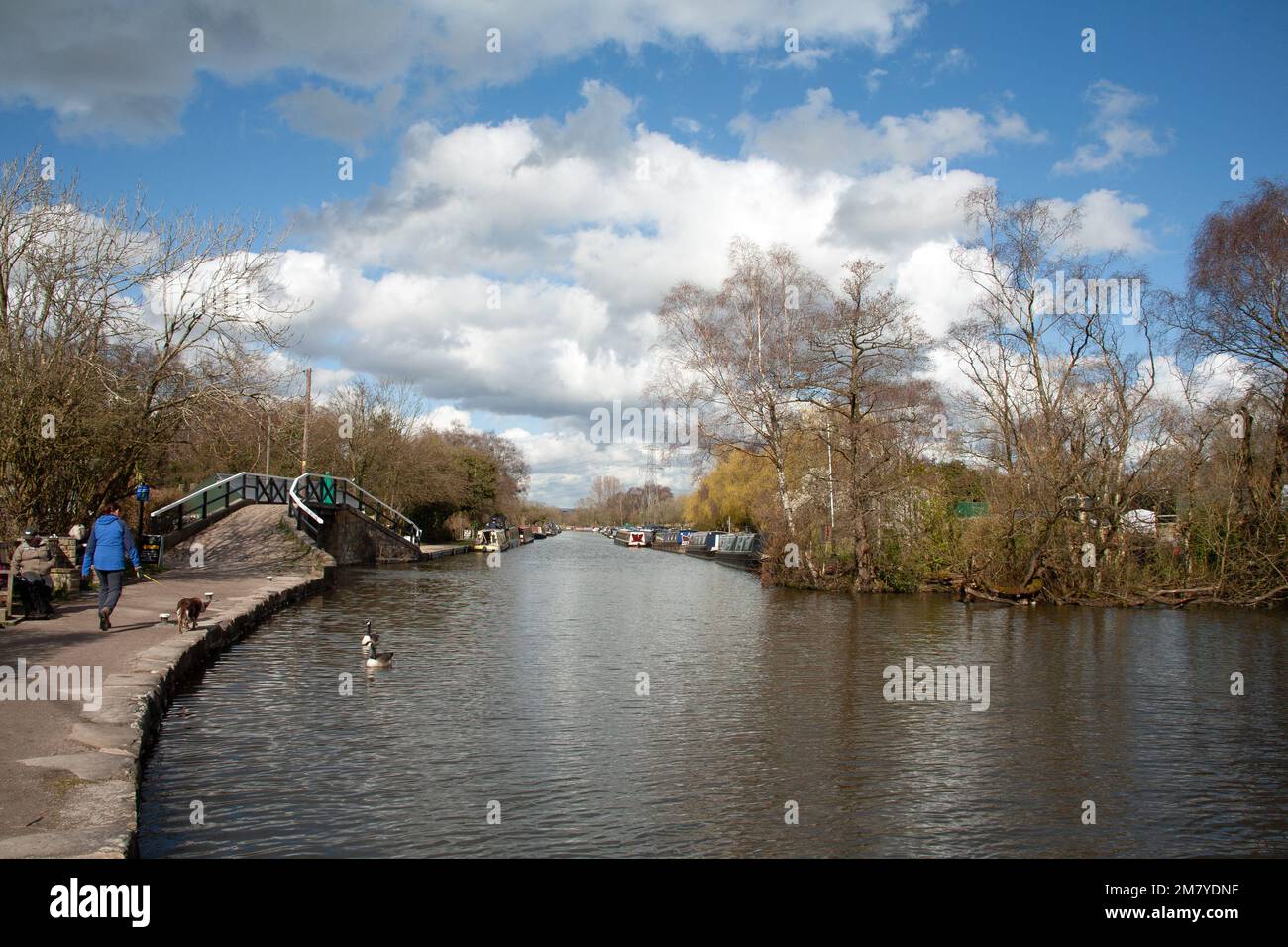 The Macclesfield Canal on a spring day at Higher Poynton Cheshire ...