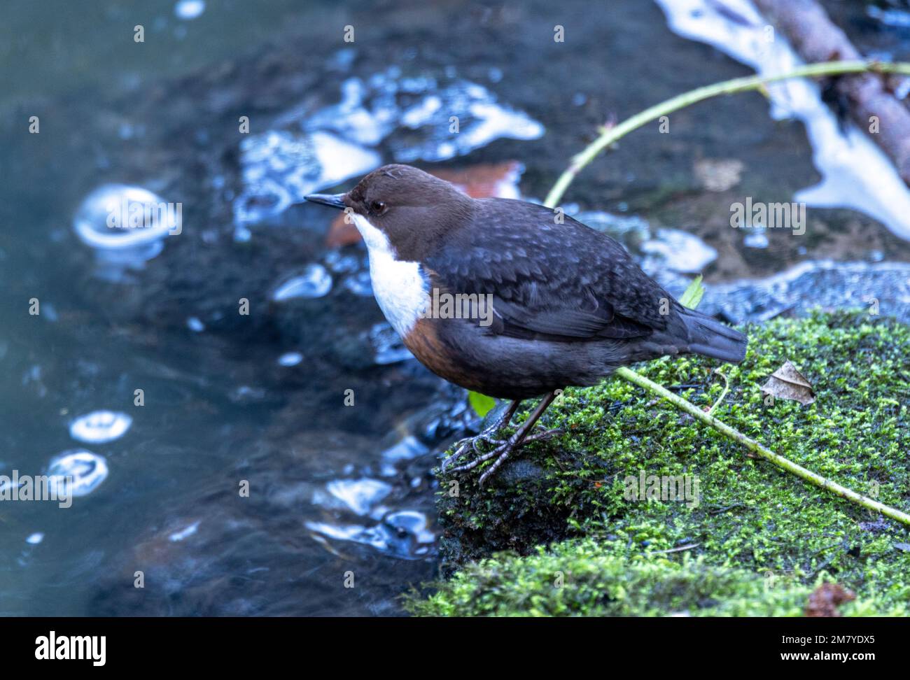 The Dipper is a bird of clean, fast flowing streams and is a good ...