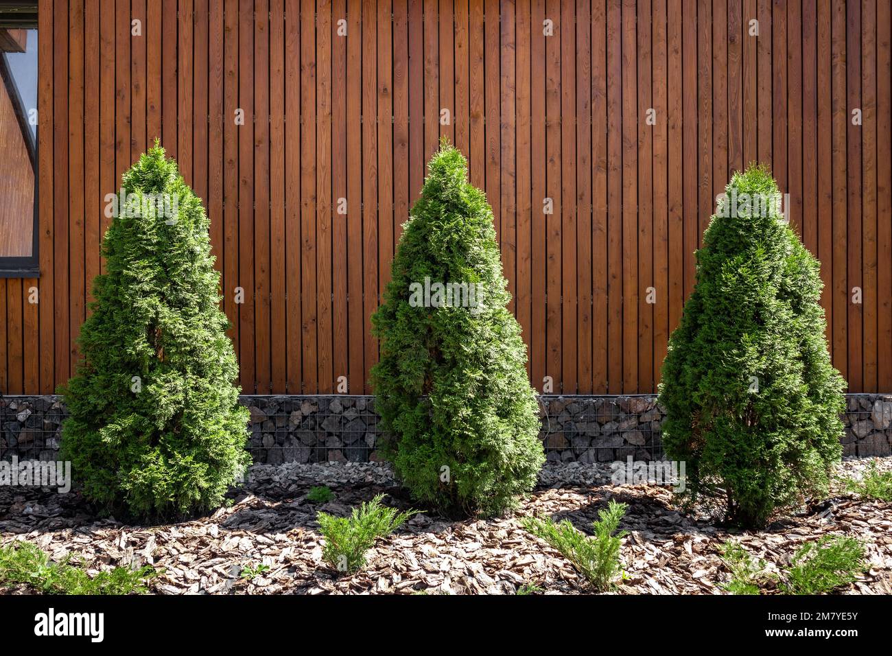 Landscaping with coniferous trees and plants in the garden near the ...