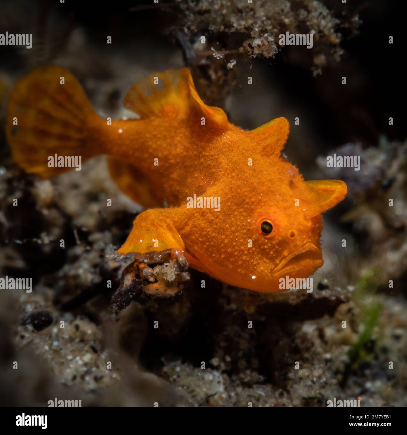 Amazing underwater world. Orange frogfish Stock Photo - Alamy