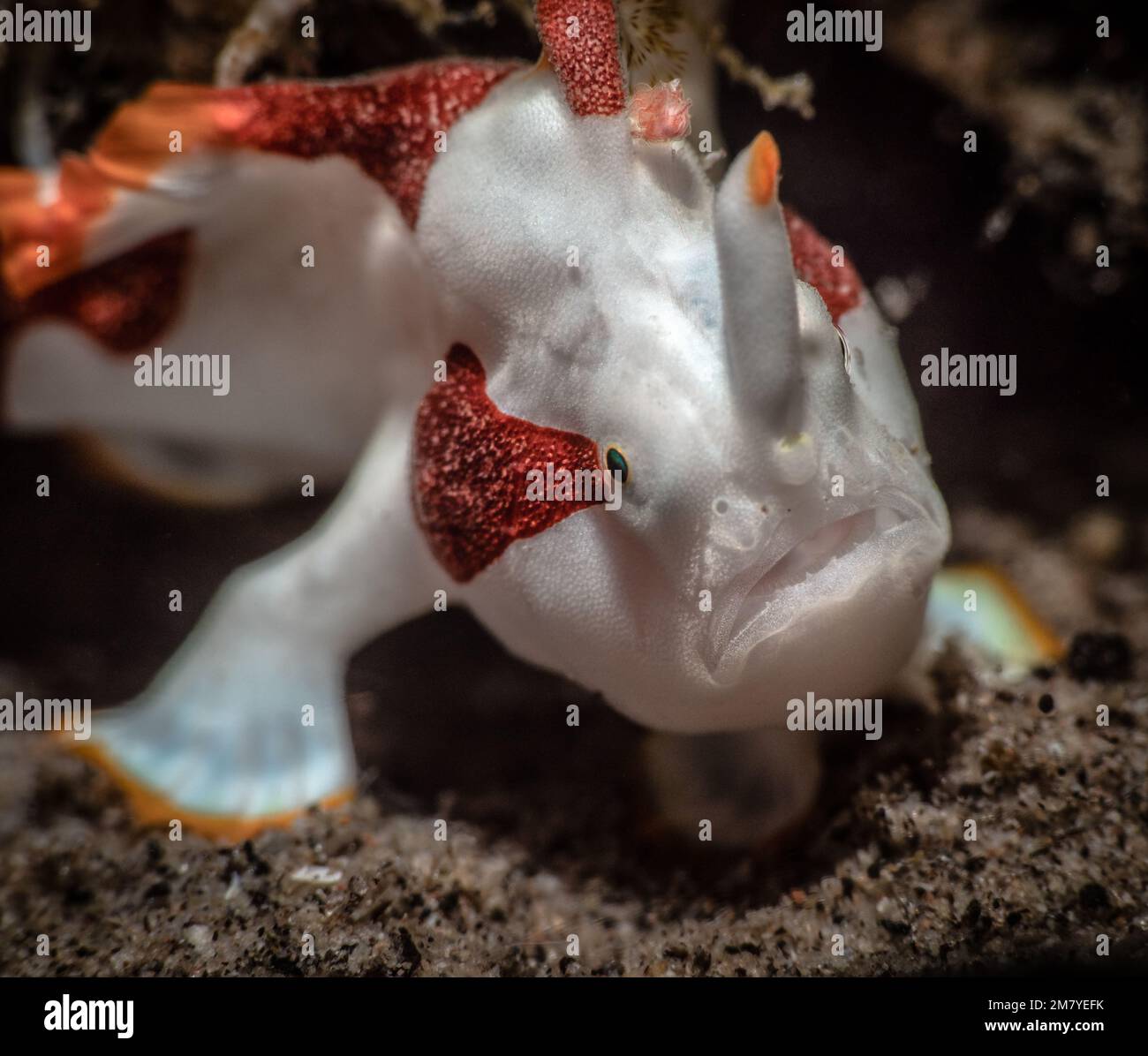 Underwater portrait photograph hi-res stock photography and images - Alamy