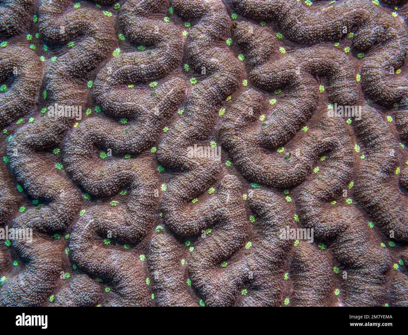 Hard coral detail, leaf coral - crustacea macro picture. Coral reef ...