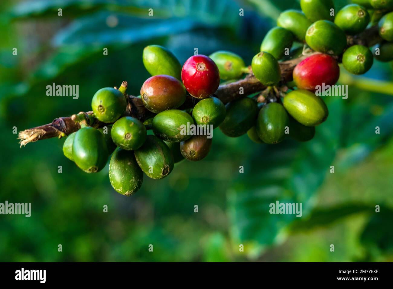 red and green raw and ripe coffee cherry beans on tree plantation Stock ...