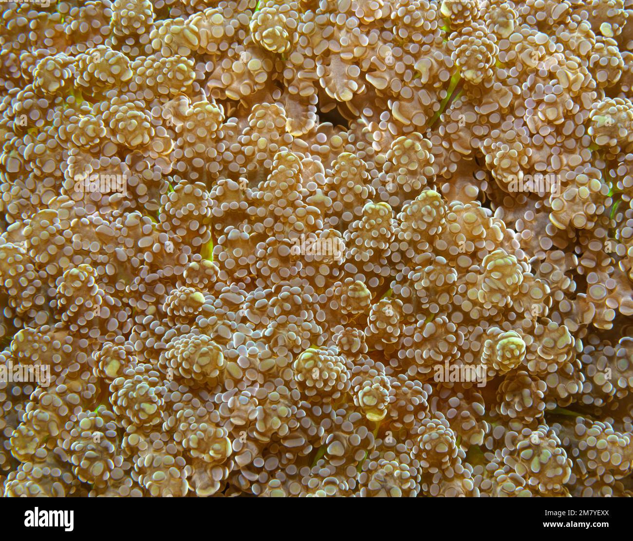 Solid coral details, macro shot. Closeup photo of coral reef underwater ...