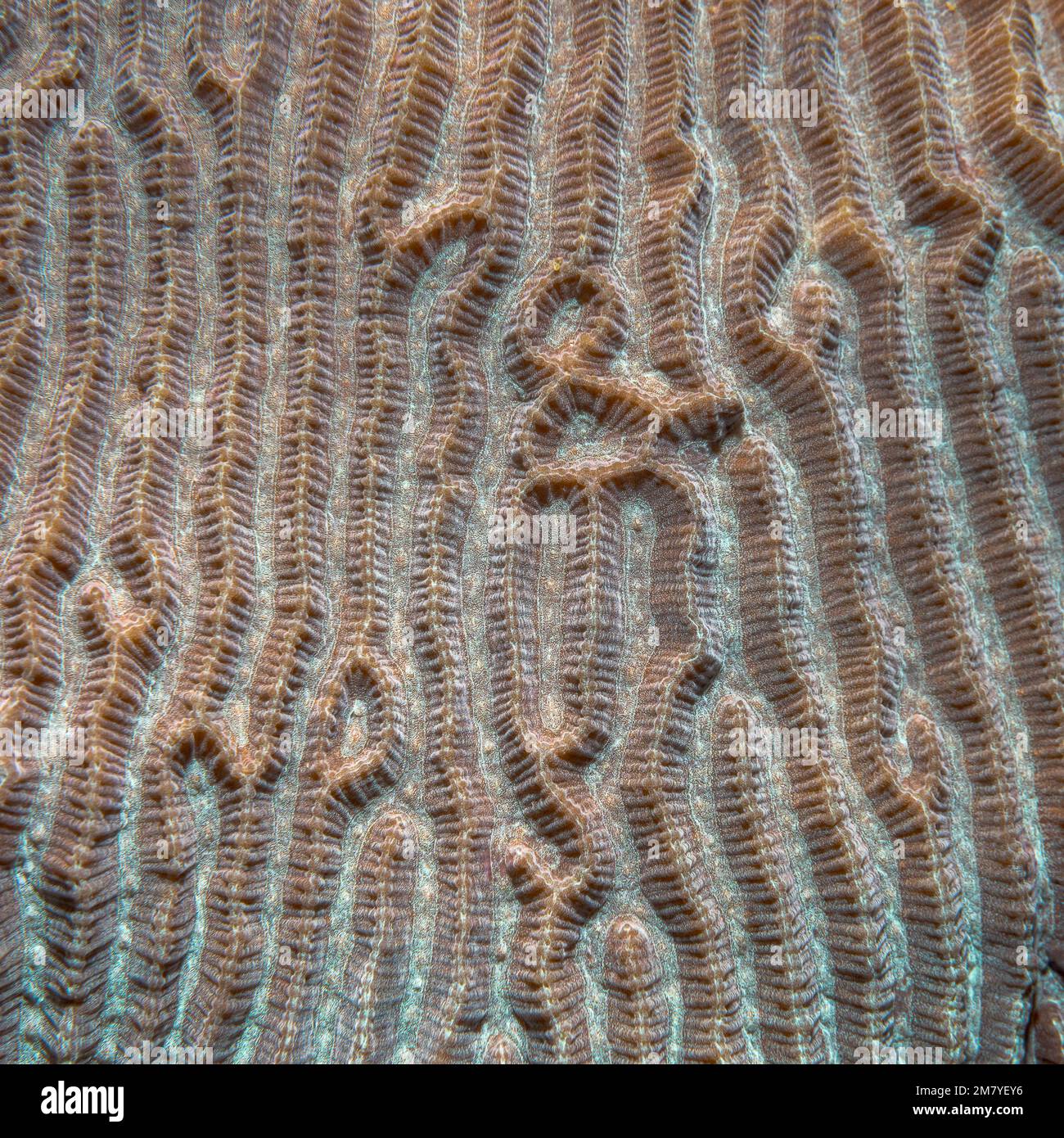 Microscopic crustacea hi-res stock photography and images - Alamy