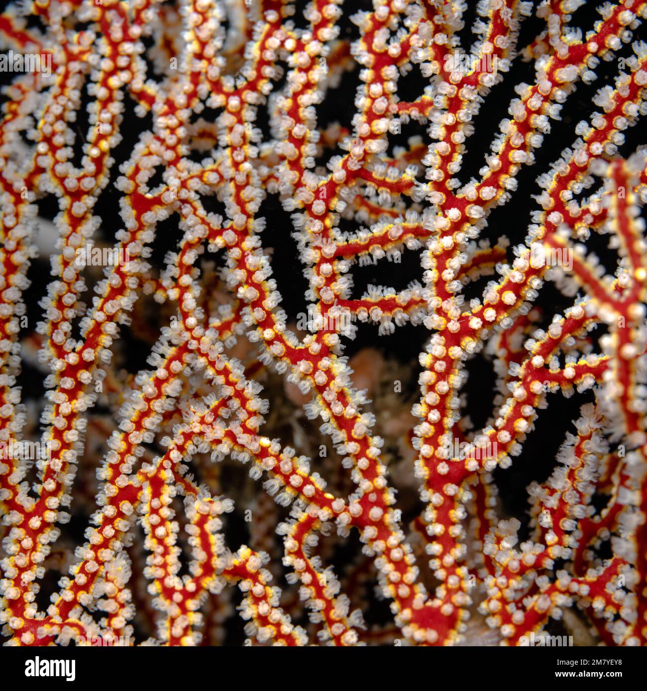 macro picture of red coral. A close-up photo of the underwater life of ...