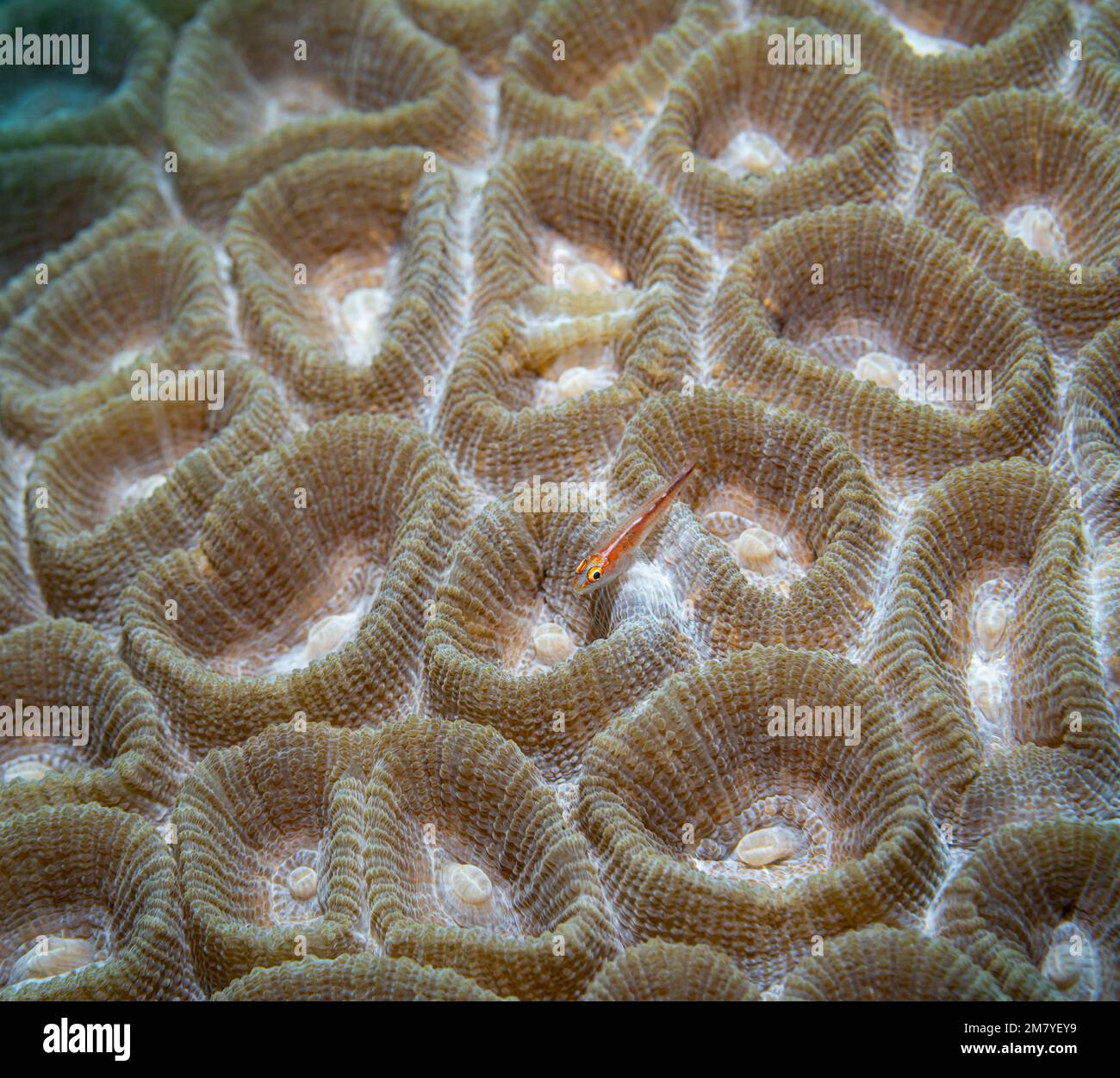 Hard coral detail, leaf coral - crustacea macro picture. Coral reef ...