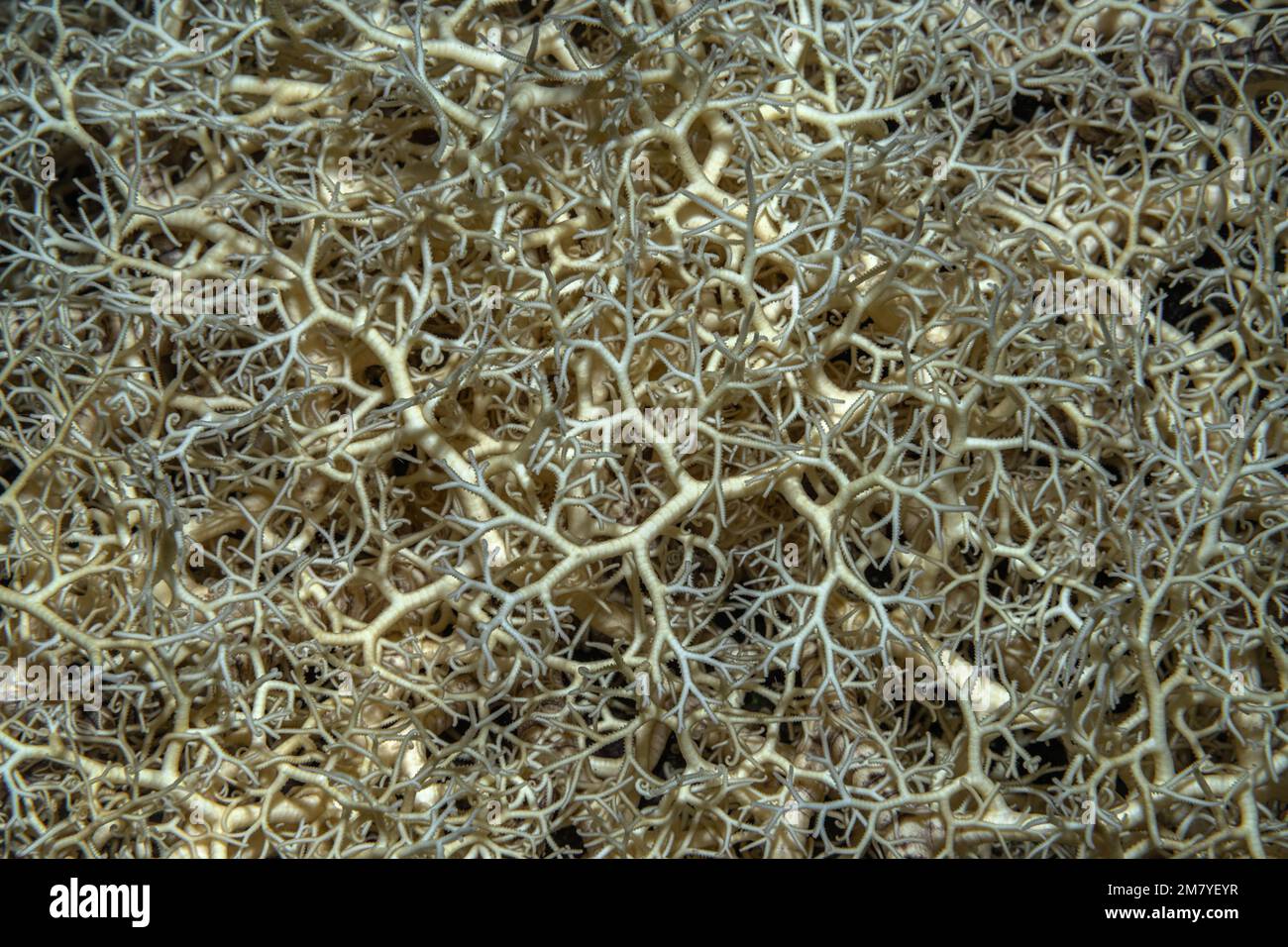 Solid coral details, macro shot. Closeup photo of coral reef underwater ...