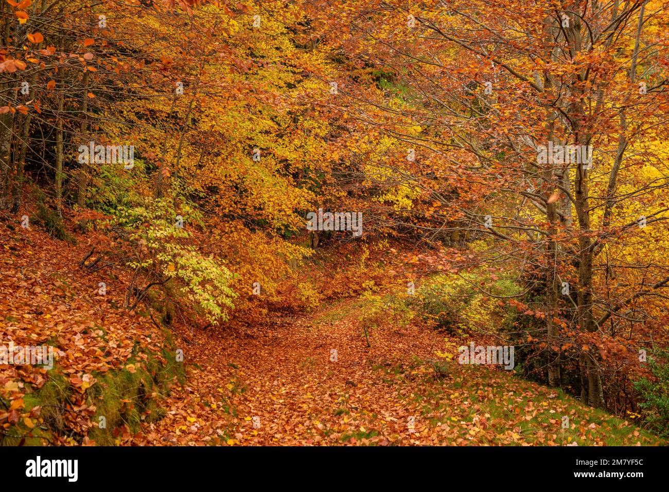 Beech forest of Els Tossals de Vilella mountain range with autumn ...