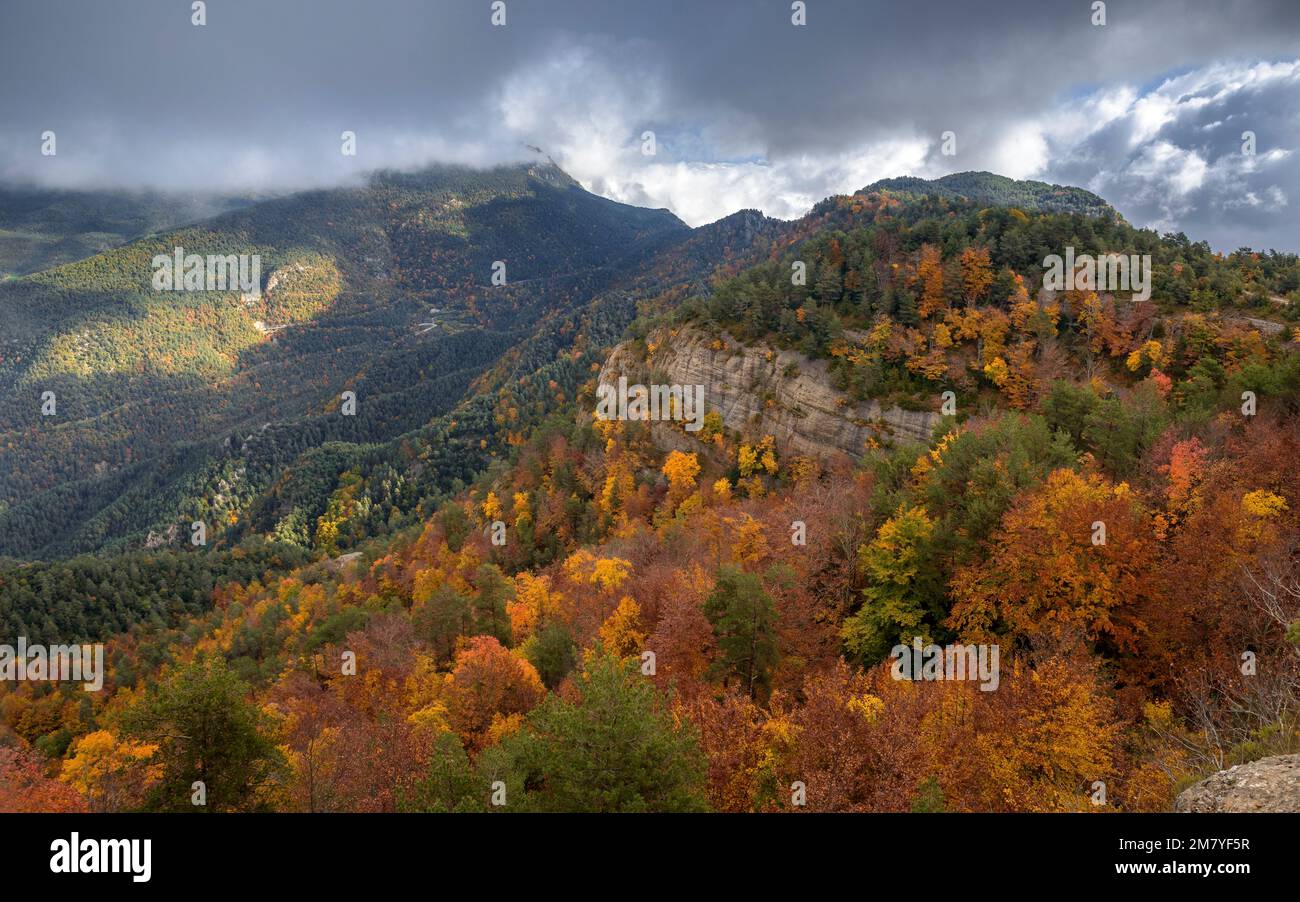 Beech forest of Els Tossals de Vilella mountain range with autumn ...