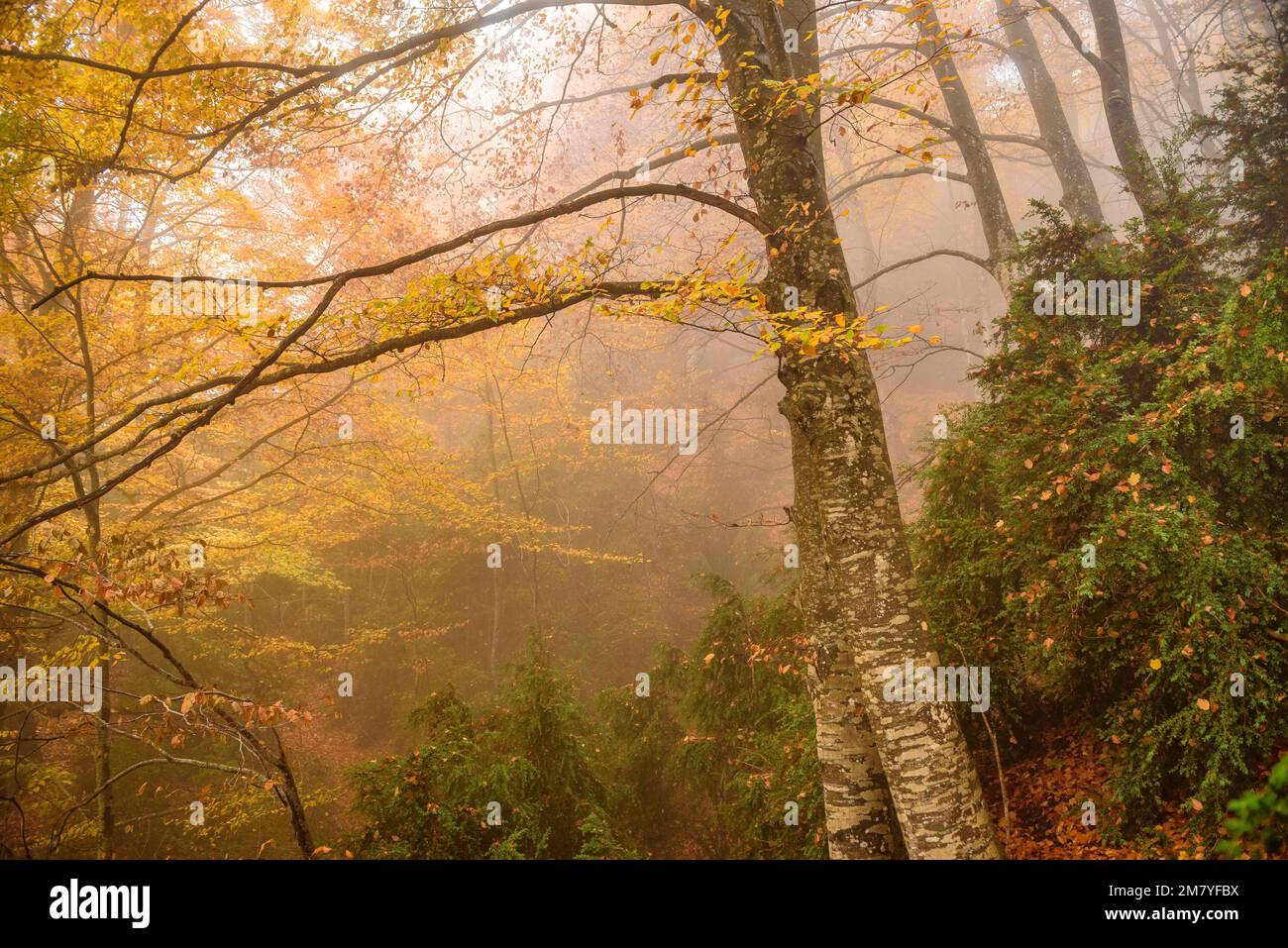 Beech forest of Els Tossals de Vilella mountain range with autumn ...