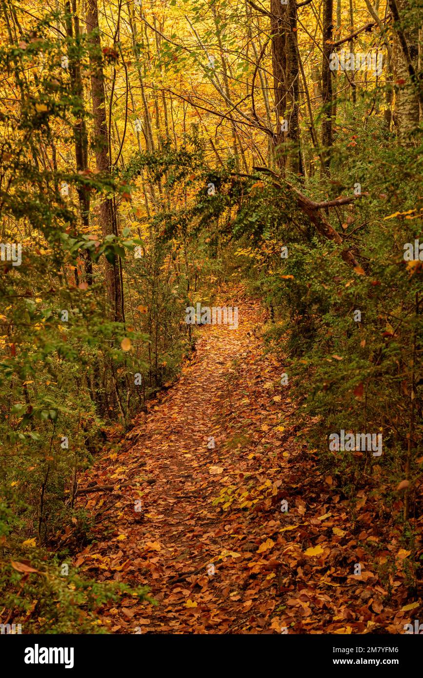 Beech forest of Els Tossals de Vilella mountain range with autumn ...