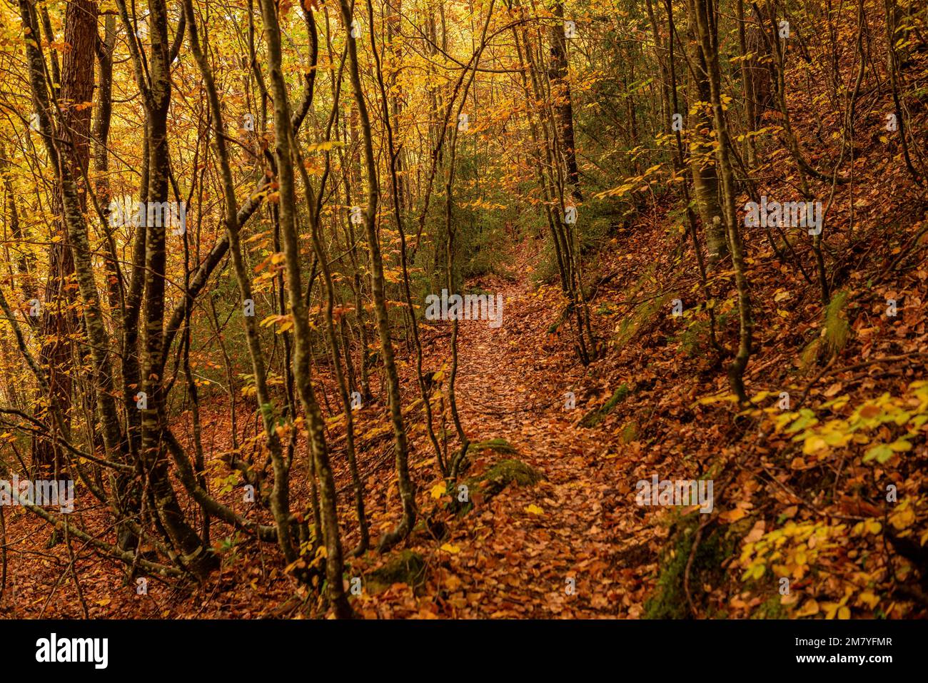 Beech forest of Els Tossals de Vilella mountain range with autumn ...