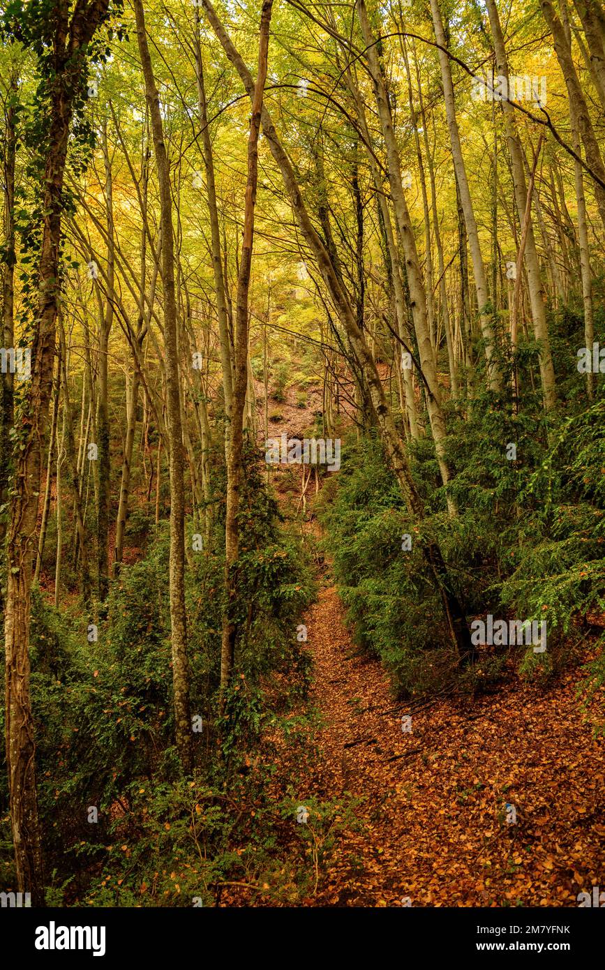 Albero di sempervirens hi-res stock photography and images - Alamy