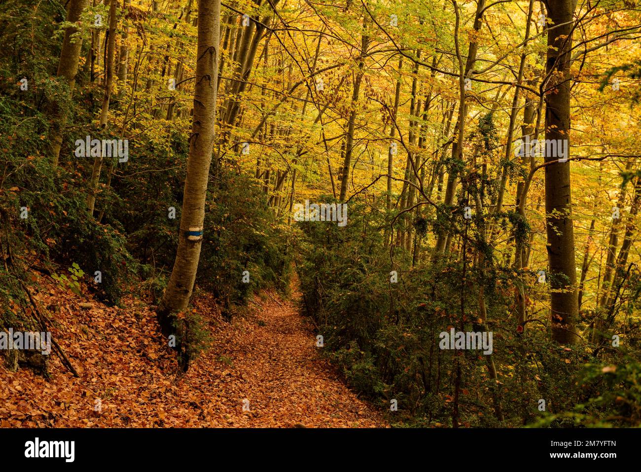 Beech forest of Els Tossals de Vilella mountain range with autumn ...