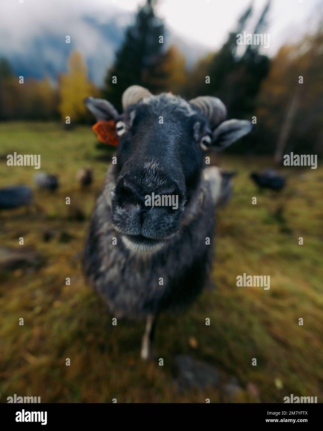 Goat in Hardanger Stock Photo - Alamy